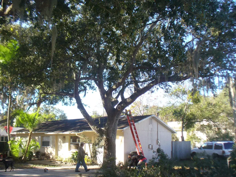 Tree Service in Safety Harbor, FL - Tree Removal - Allen's Tree Works