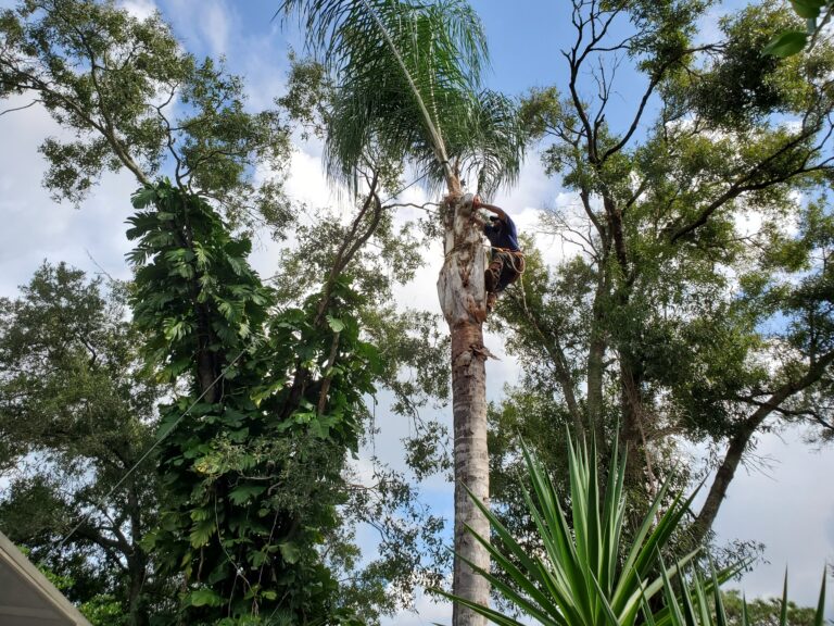 Tree Service Clearwater | Tree Removal | Affordable Tree Trimming
