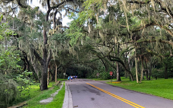 Philippe Park in Safety Harbor Florida | Allen's Tree Works